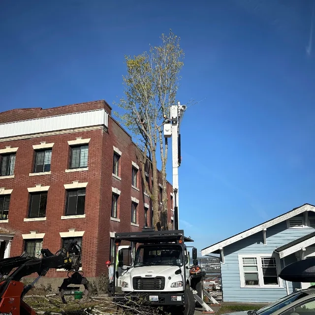 Tree Service Blaine, WA | Expert Tree Care & Certified Arborists